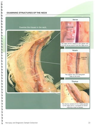 Illustrated Guide to Poultry Necropsy and Diagnosis | PDF