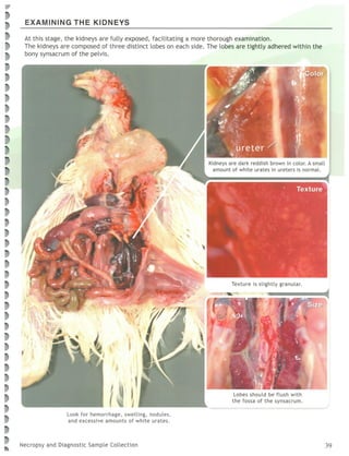 Illustrated Guide to Poultry Necropsy and Diagnosis | PDF