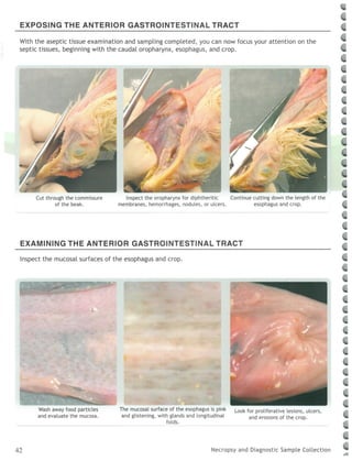 Illustrated Guide to Poultry Necropsy and Diagnosis | PDF