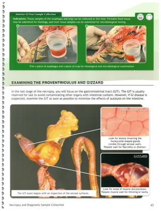 Illustrated Guide to Poultry Necropsy and Diagnosis | PDF