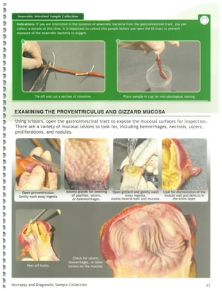 Illustrated Guide to Poultry Necropsy and Diagnosis | PDF