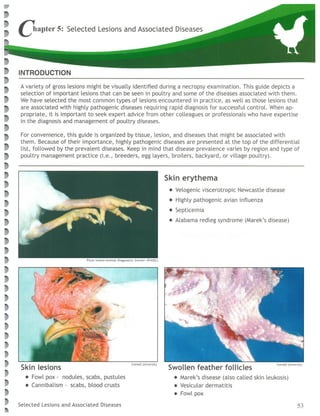 Illustrated Guide to Poultry Necropsy and Diagnosis | PDF