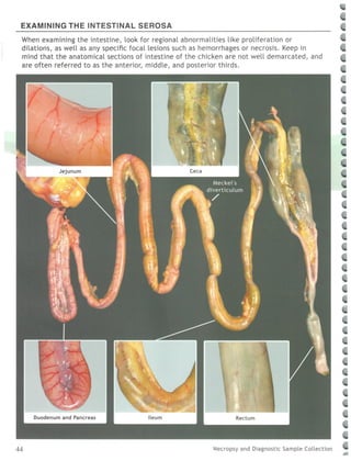 Illustrated Guide to Poultry Necropsy and Diagnosis | PDF
