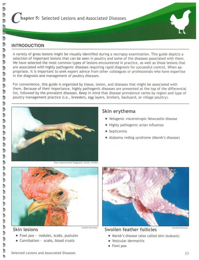 Illustrated Guide to Poultry Necropsy and Diagnosis | PDF