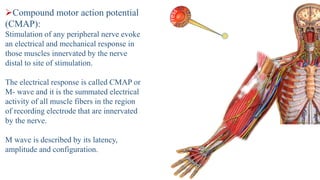 Nerve conduction studies | PPSX