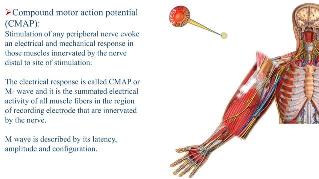 Nerve conduction studies | PPSX | Brain and Nervous System Disorders ...