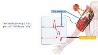 Nerve conduction studies | PPSX