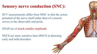 Nerve conduction studies | PPSX