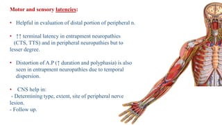 Nerve conduction studies | PPSX
