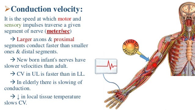 Nerve Conduction Study Video