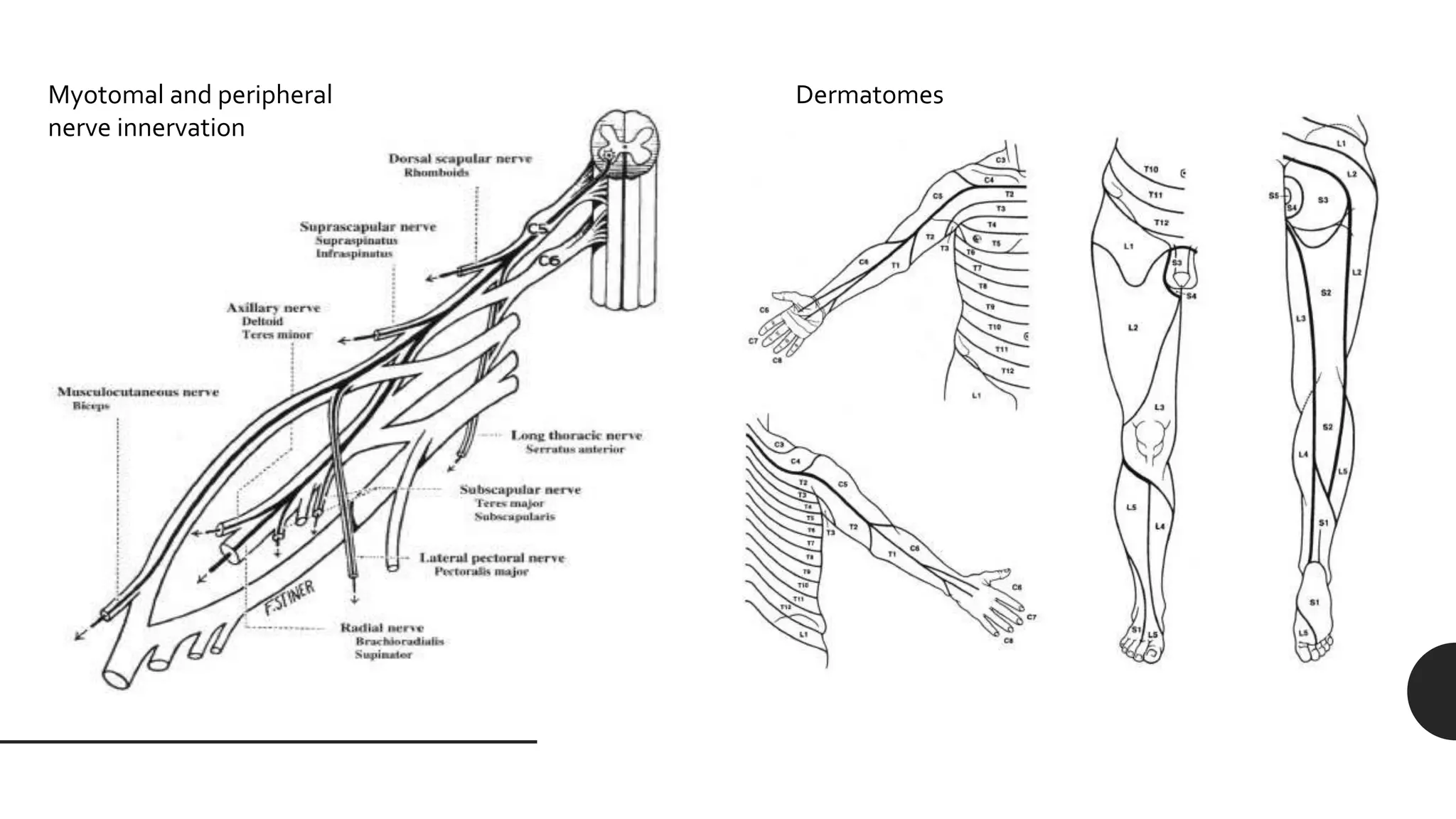 NERVE CONDUCTION STUDIES, ELECTROMYOGRAPHY | PPTX