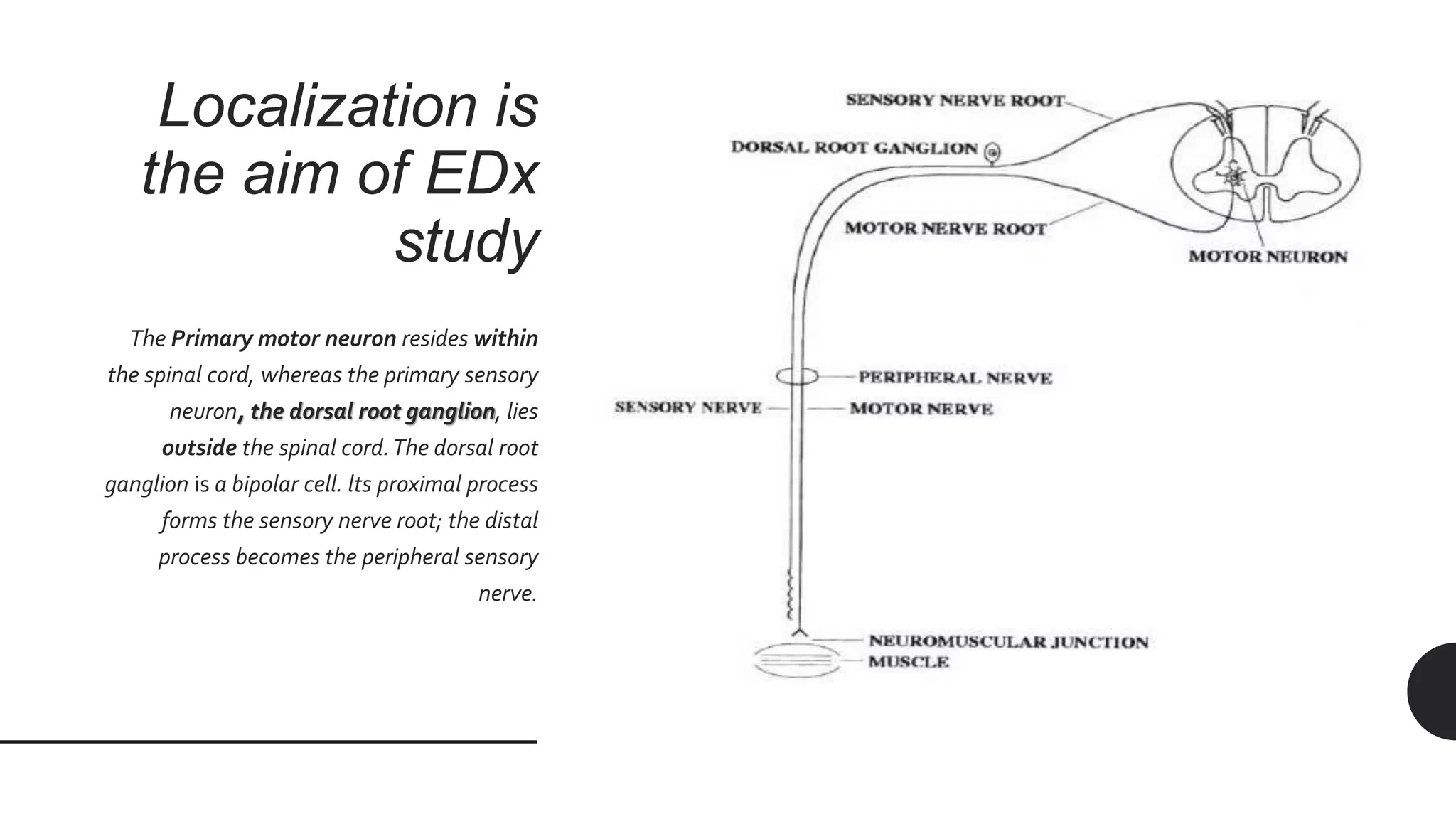 NERVE CONDUCTION STUDIES, ELECTROMYOGRAPHY | PPTX | Brain and Nervous ...