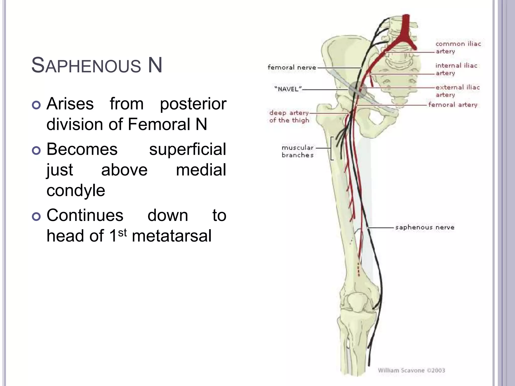 Nerve Conduction Studies- Lower Leg | PPTX