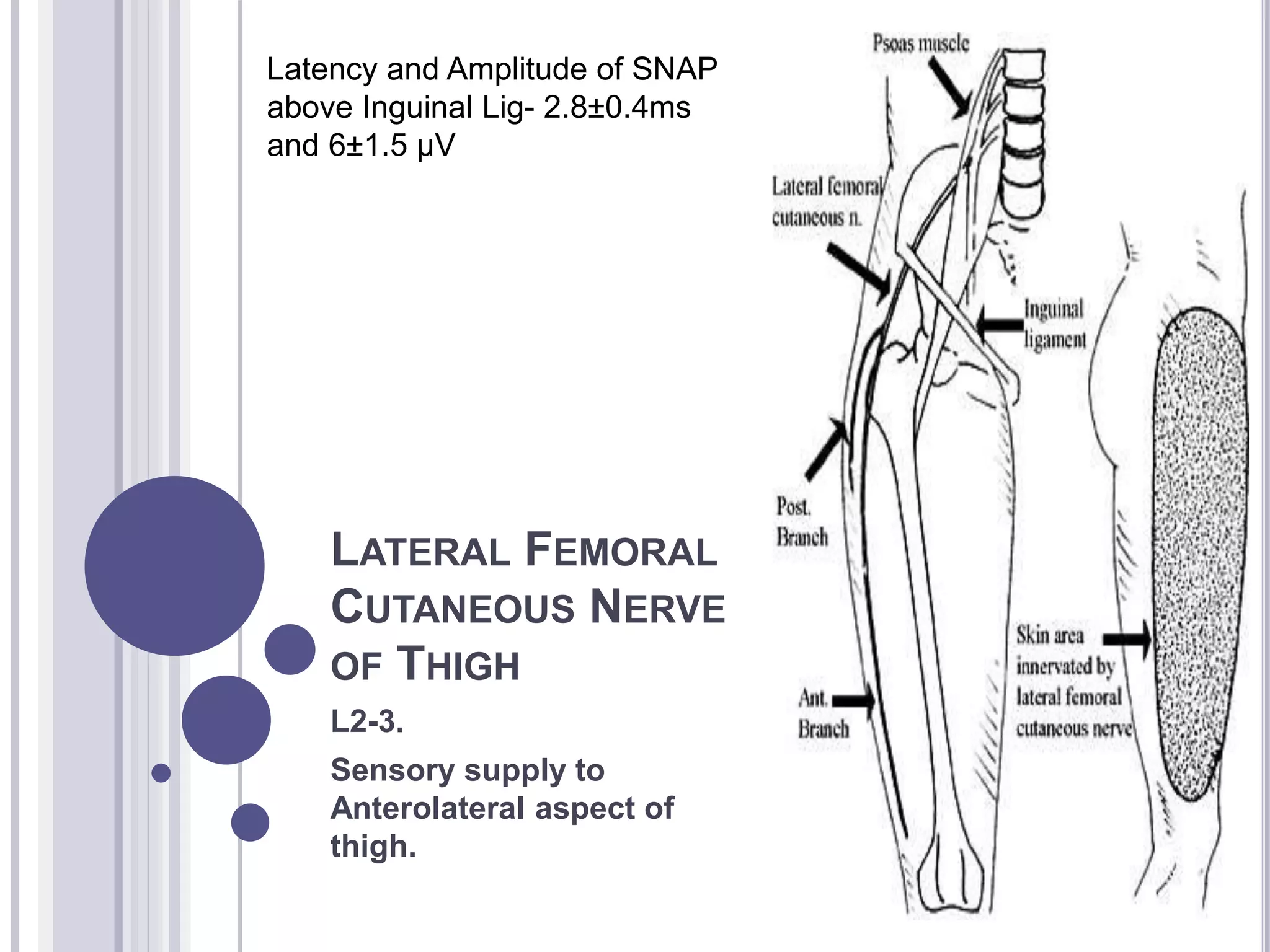 Nerve Conduction Studies- Lower Leg | PPTX