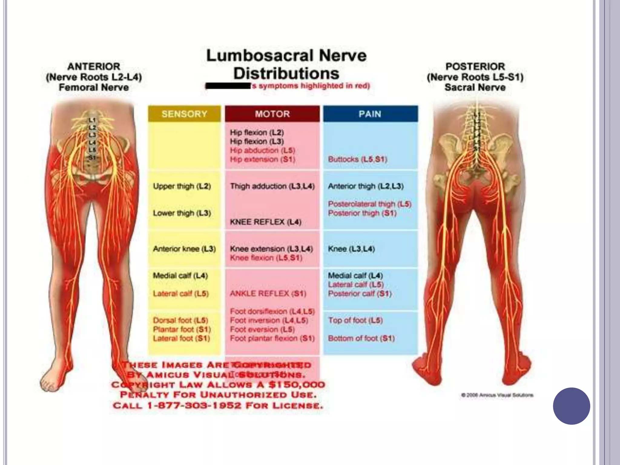 Nerve Conduction Studies- Lower Leg | PPTX