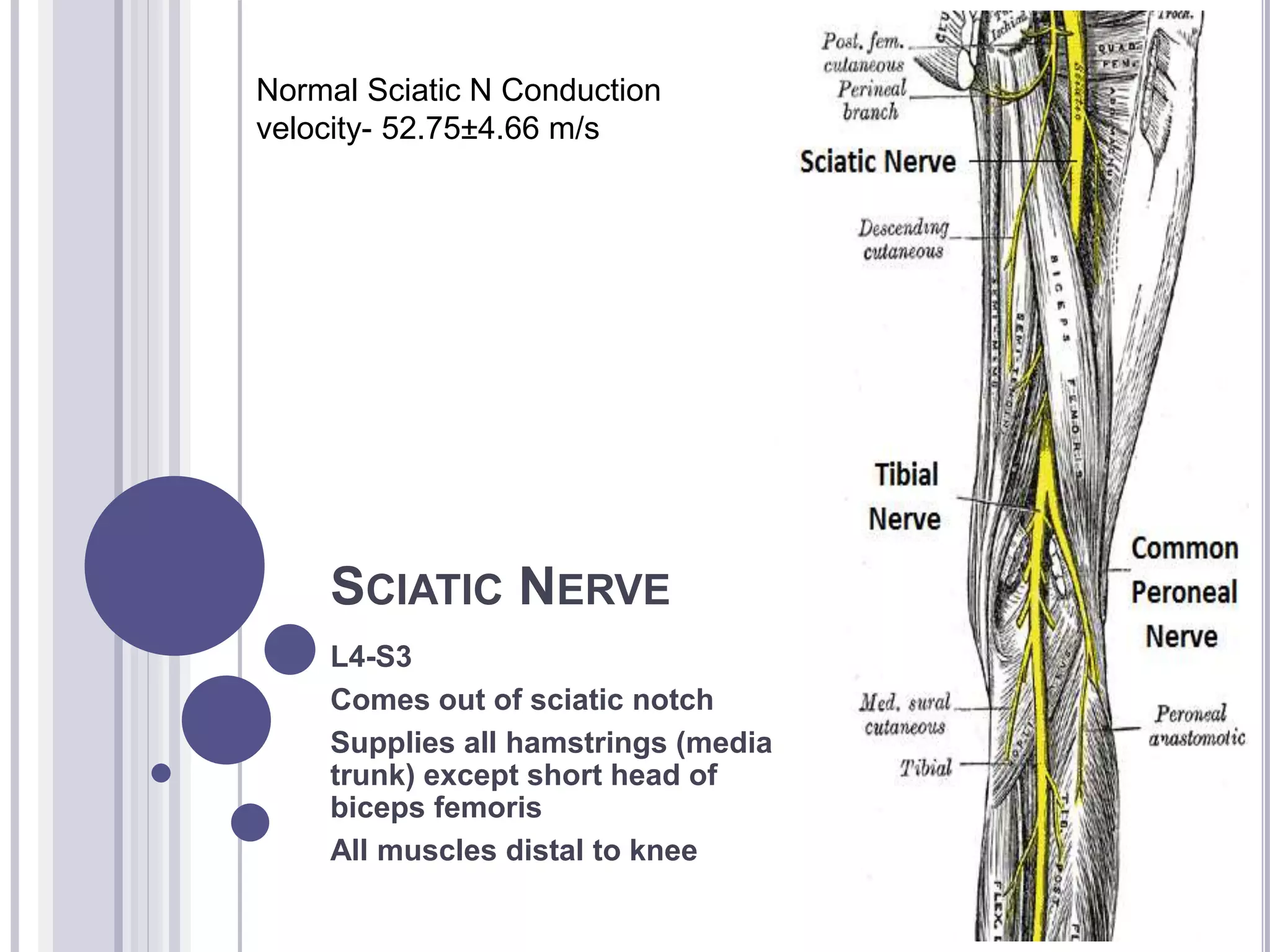 Nerve Conduction Studies- Lower Leg | PPTX