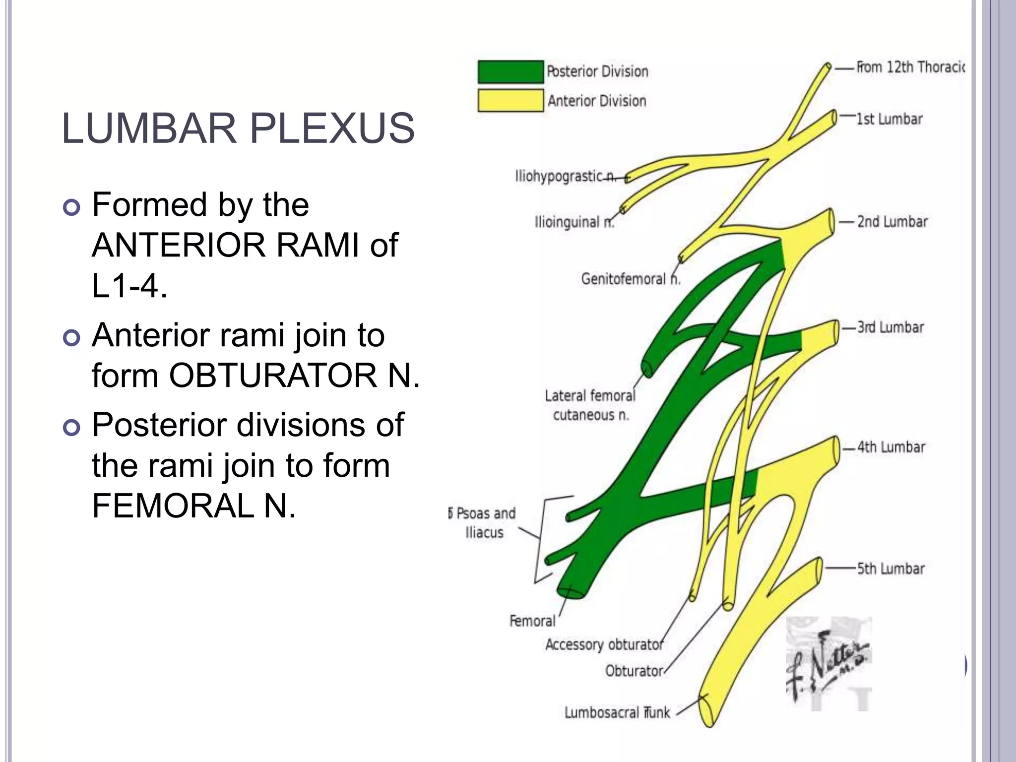 Nerve Conduction Studies- Lower Leg | PPTX
