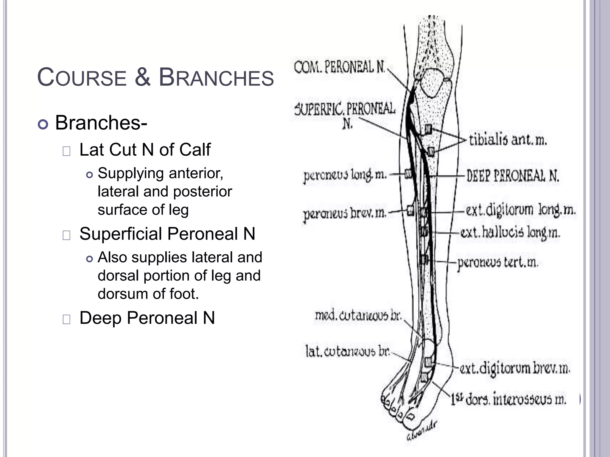 Nerve Conduction Studies- Lower Leg | PPTX