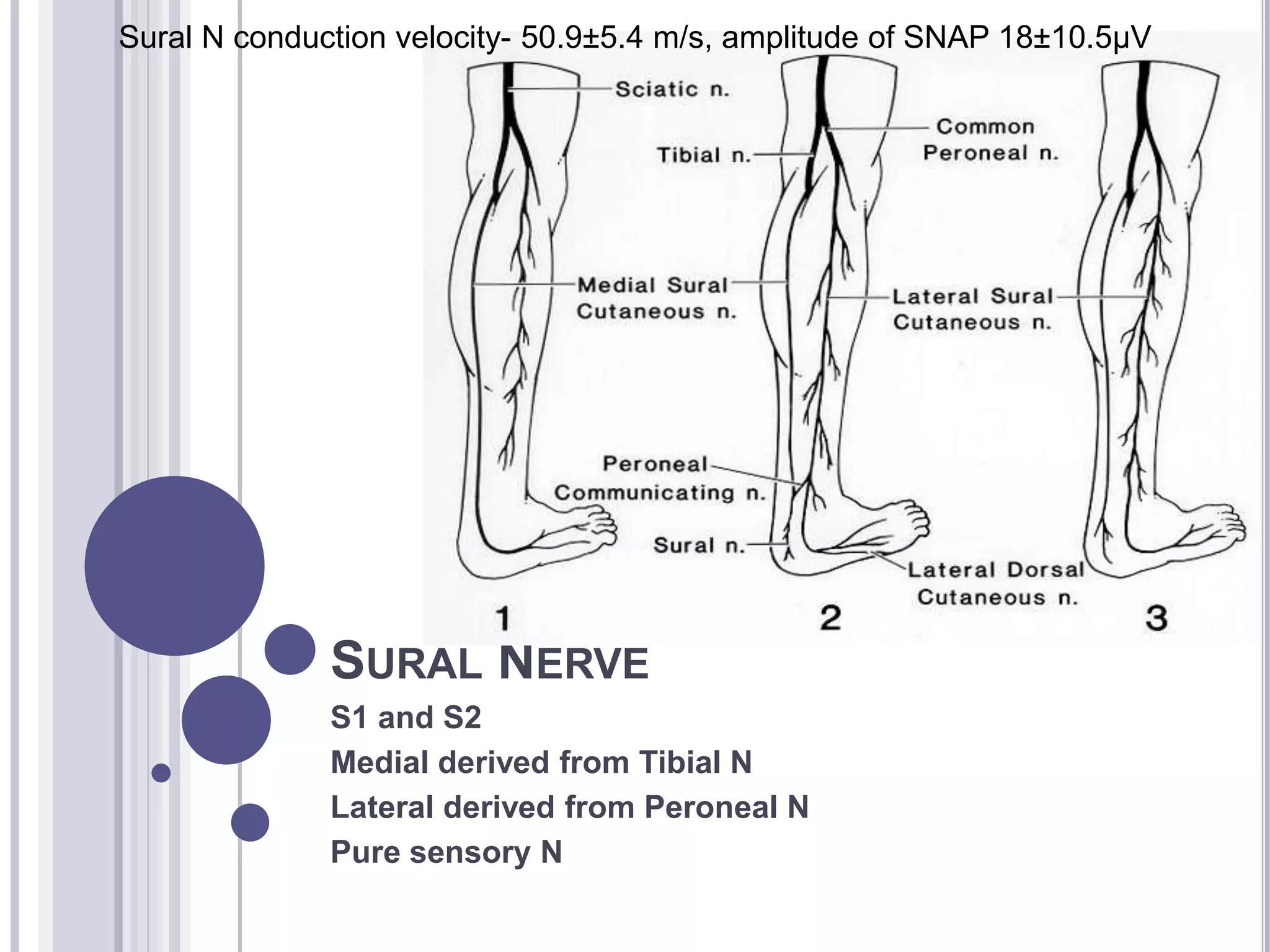 Nerve Conduction Studies- Lower Leg | PPTX