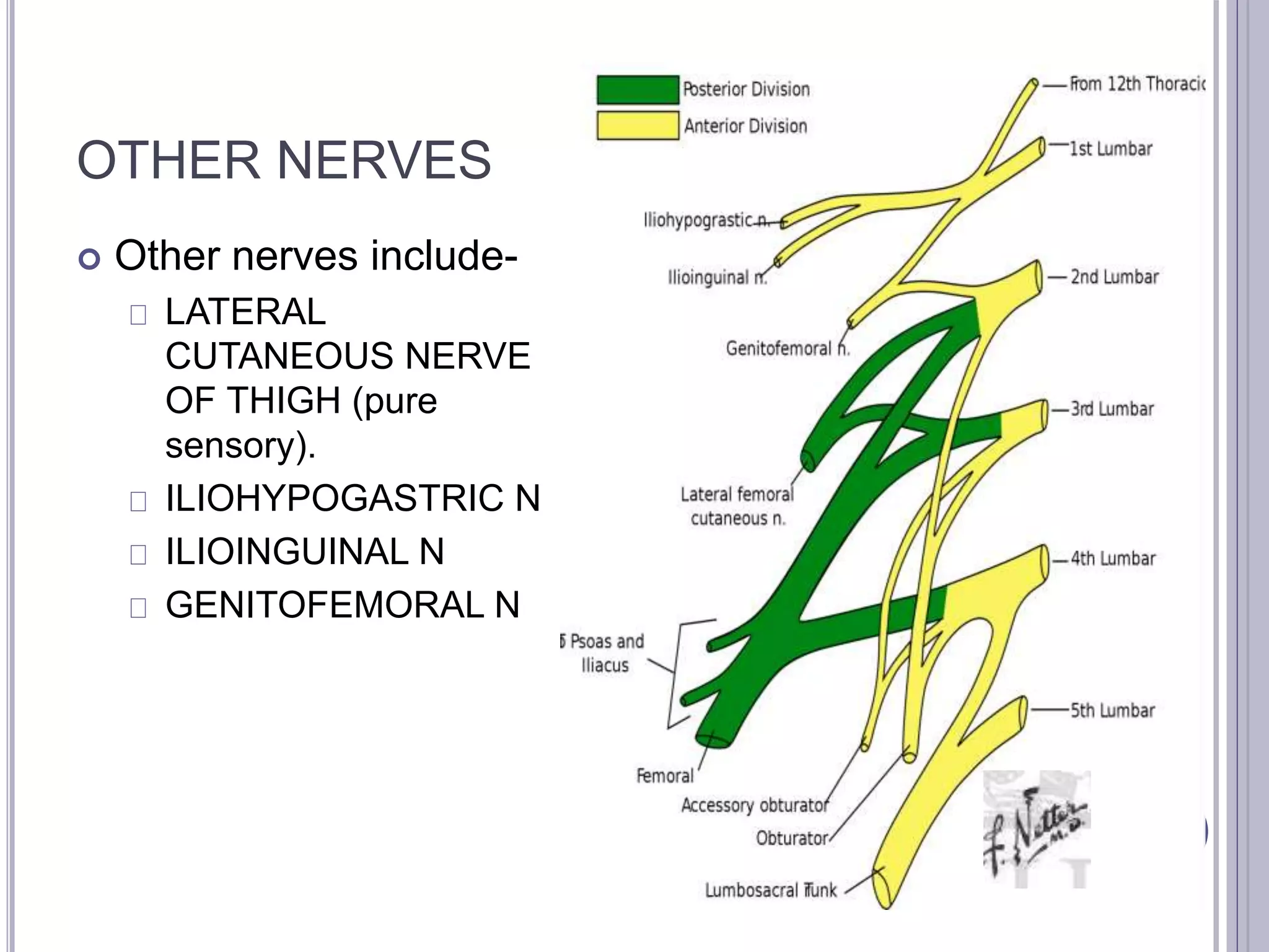 Nerve Conduction Studies- Lower Leg | PPTX