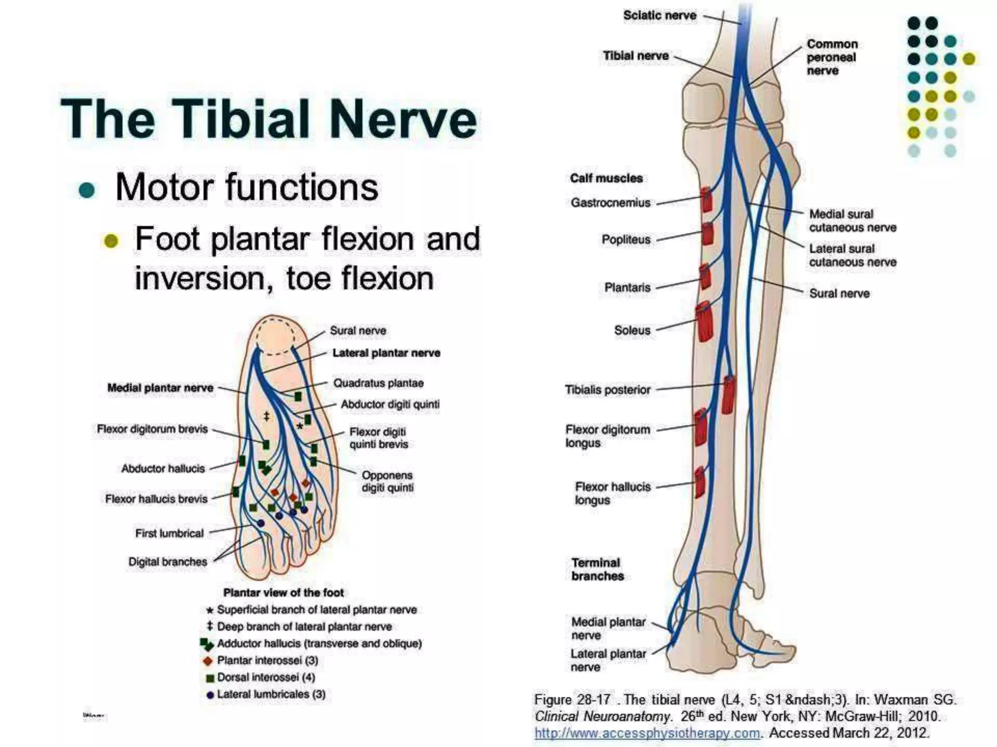 Nerve Conduction Studies- Lower Leg | PPTX