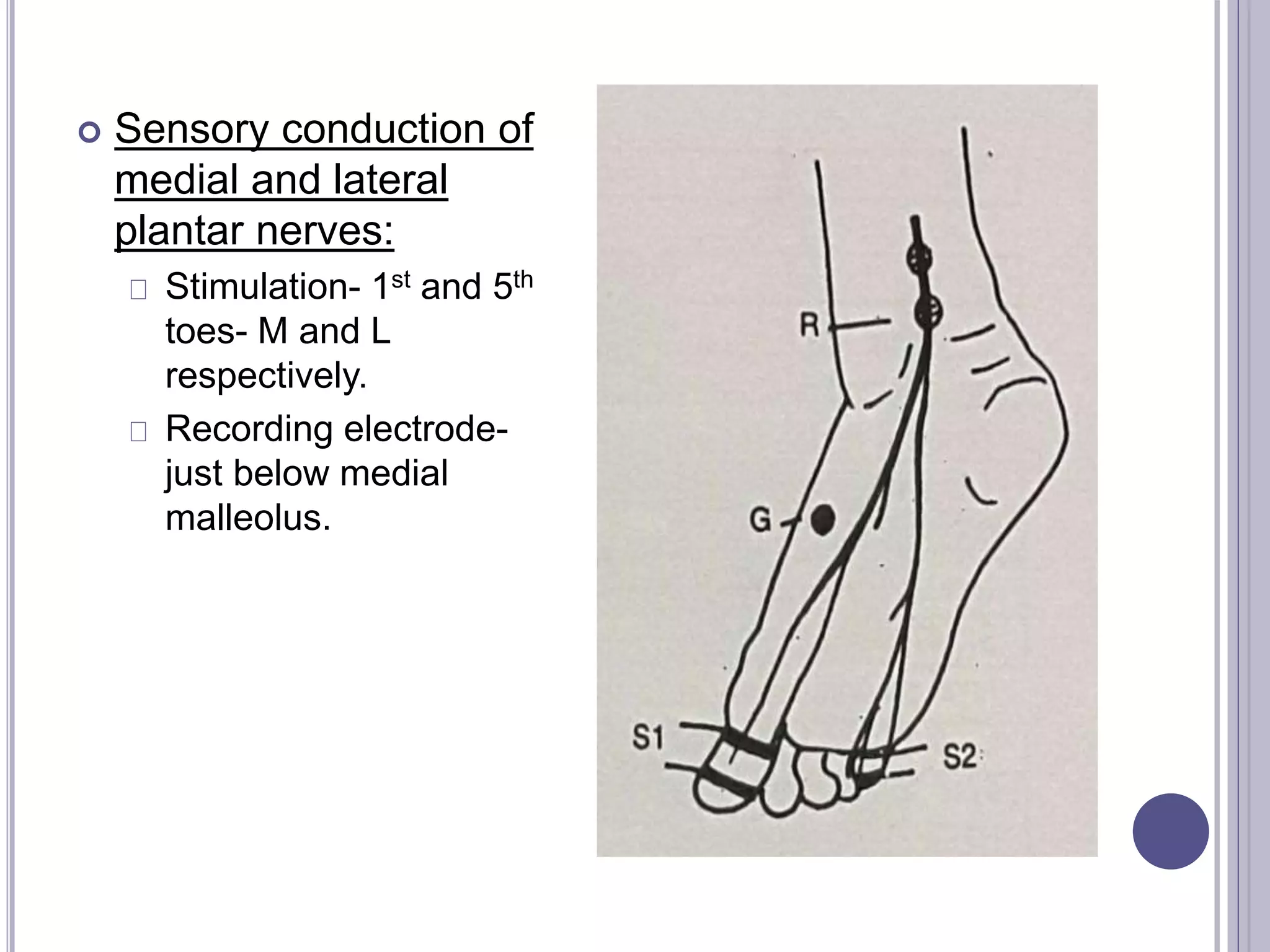Nerve Conduction Studies- Lower Leg | PPTX