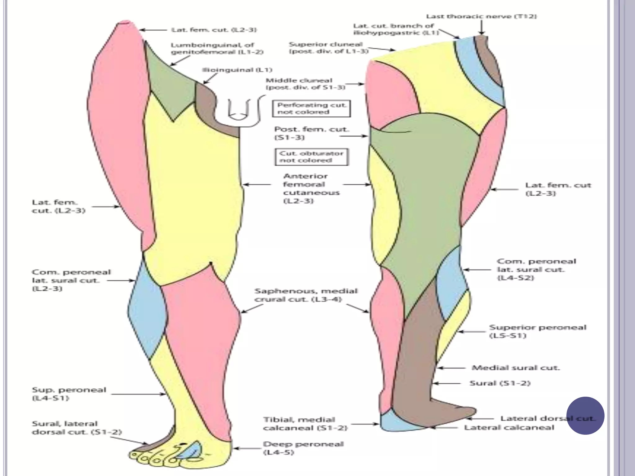 Nerve Conduction Studies- Lower Leg | PPTX