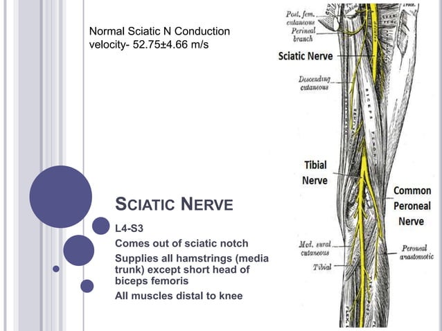 Nerve Conduction Studies- Lower Leg | PPTX
