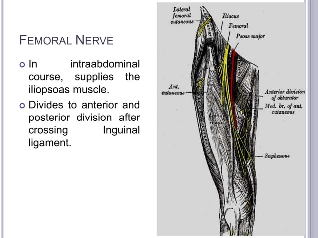 Nerve Conduction Studies- Lower Leg | PPTX
