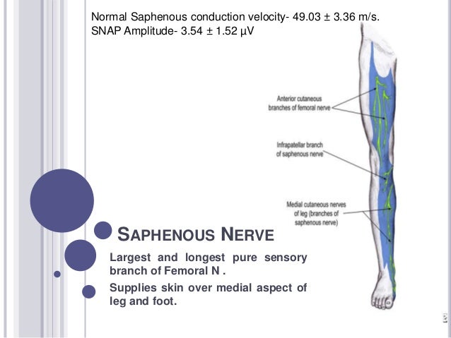 Nerve Conduction Studies- Lower Leg