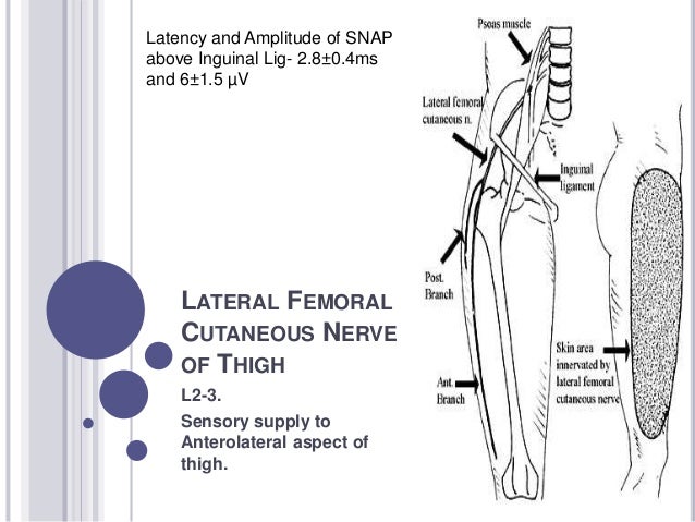 Lateral Cutaneous Nerve Of Thigh Wikipedia