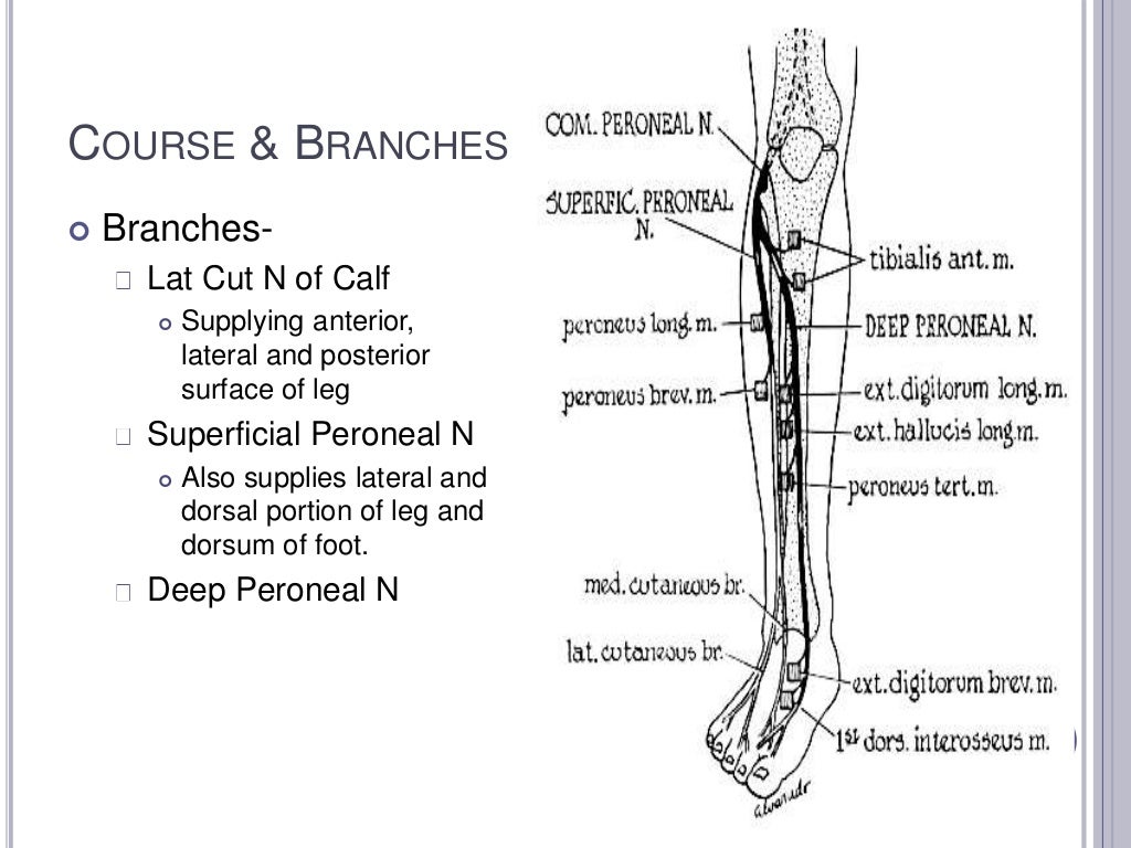 Nerve Conduction Studies- Lower Leg