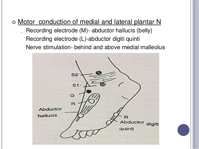 Nerve Conduction Studies- Lower Leg