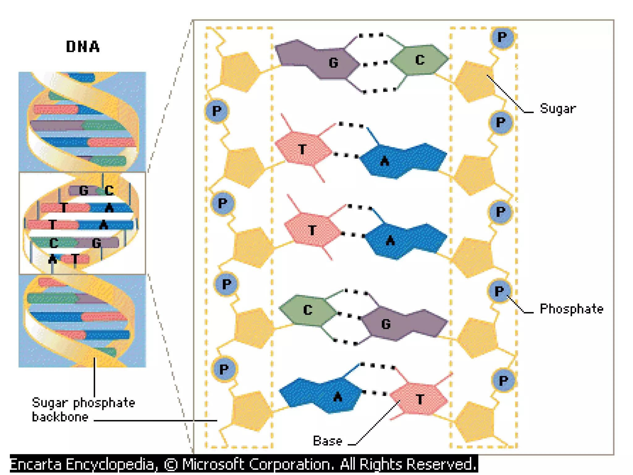 Ncvps bcr dna structure | PPT