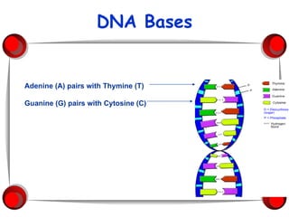 Ncvps bcr dna structure | PPT