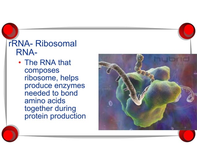 Ncvps lesson 1 module 8 what is rna | PPT