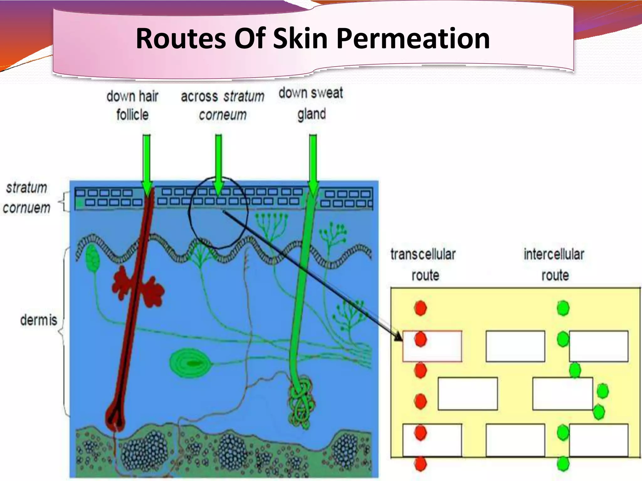 Ndds 7 Transdermal Drug Delivery System | PPTX