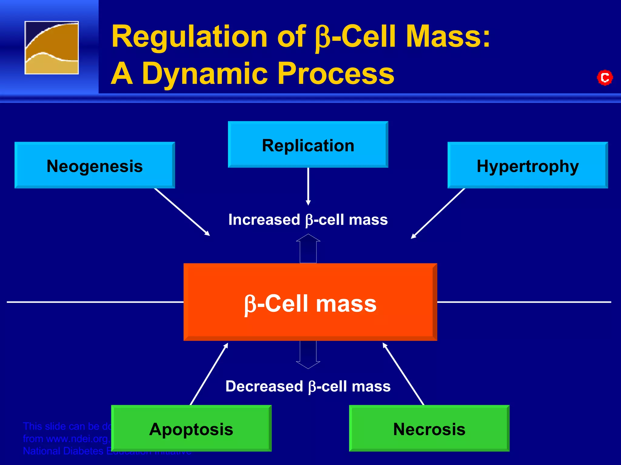 Ndei Beta Cell Slide Kit Biology | PPT | Endocrine and Metabolic ...