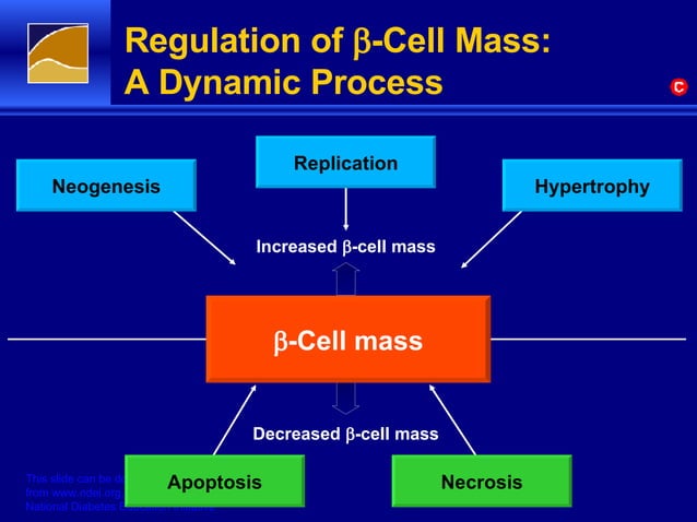 Ndei Beta Cell Slide Kit Biology | PPT | Endocrine and Metabolic ...