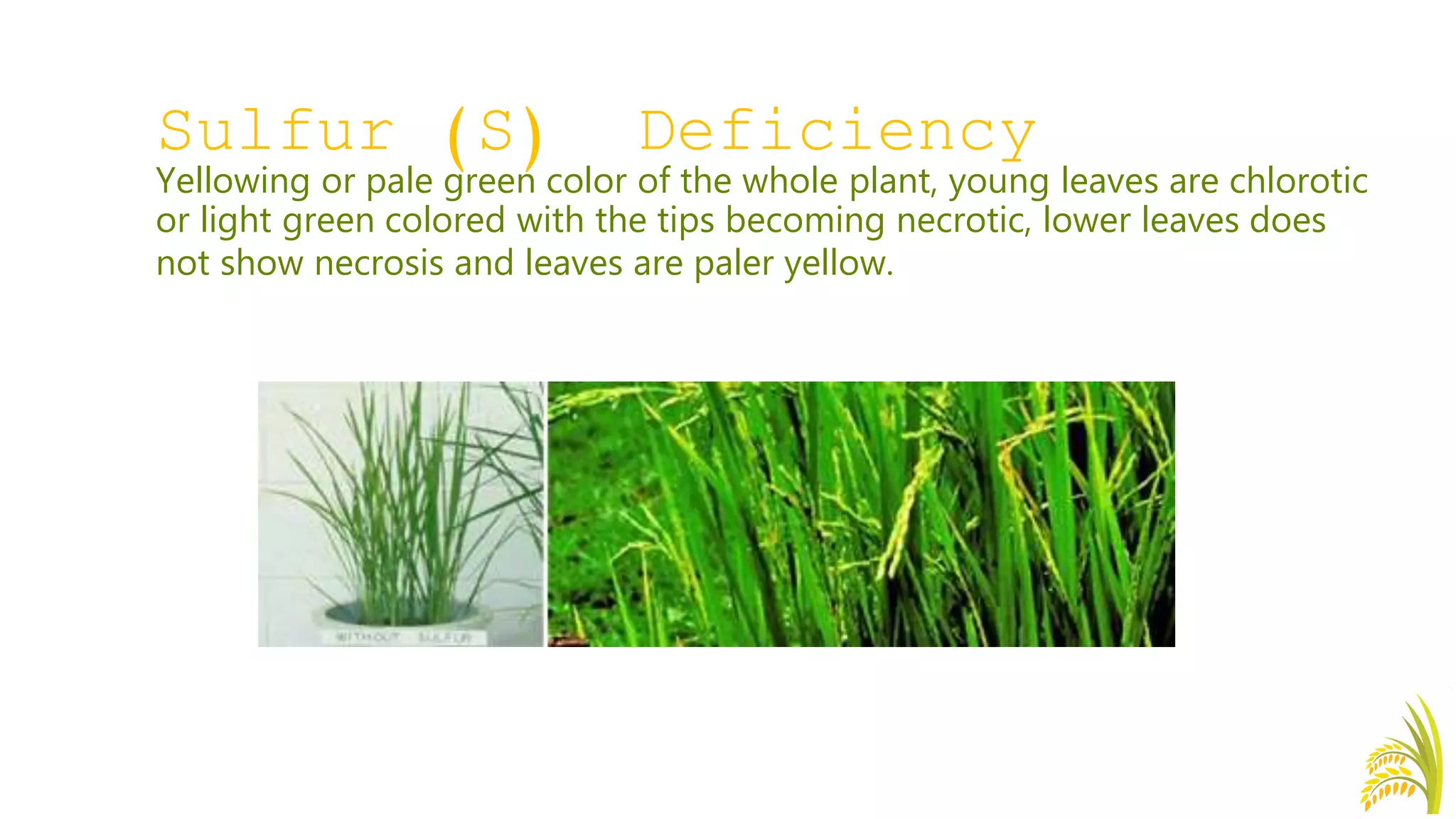 Nutrient Deficiency Symptoms of Rice (Oryza sativa) | PPTX