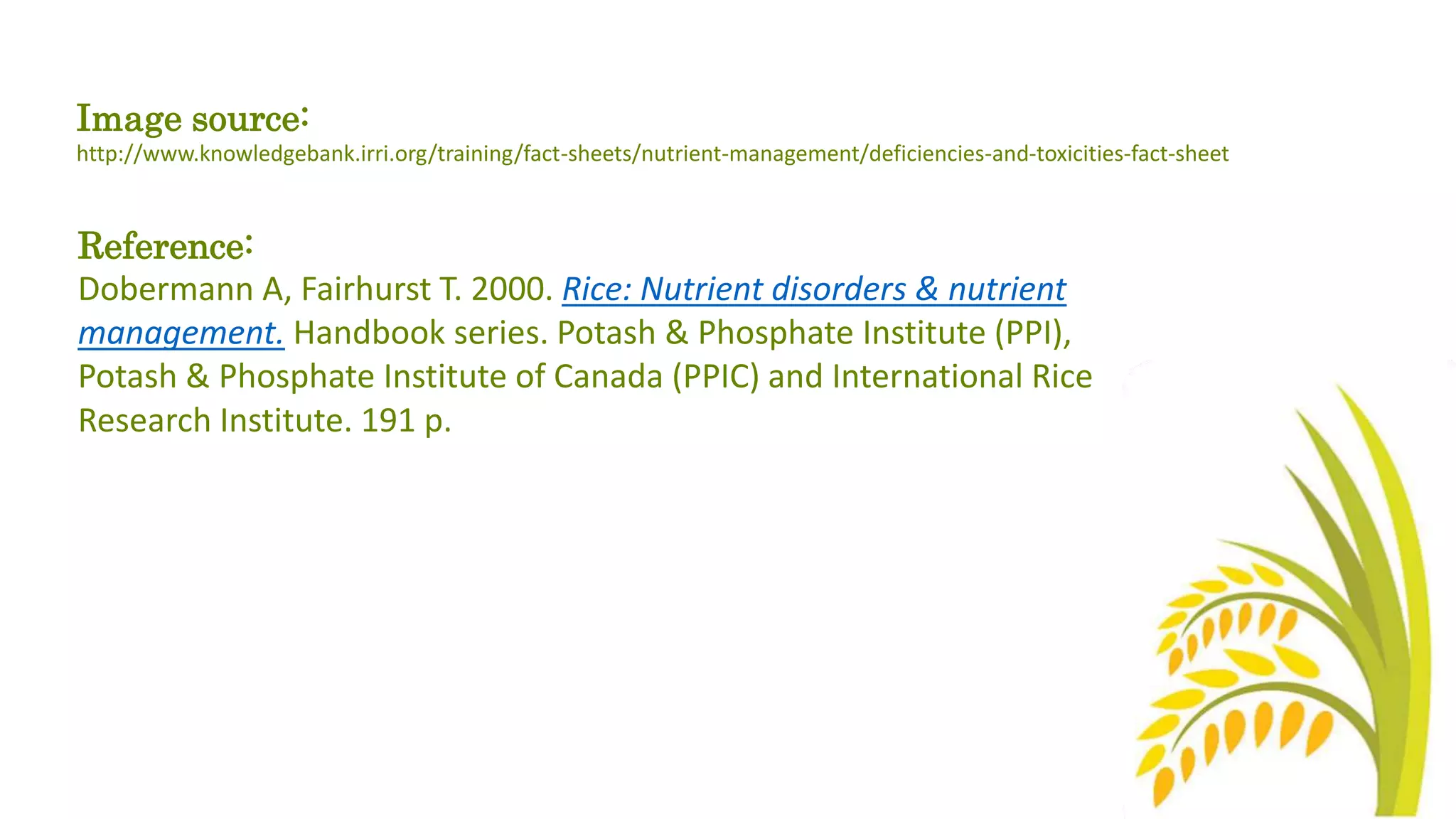 Nutrient Deficiency Symptoms of Rice (Oryza sativa) | PPTX