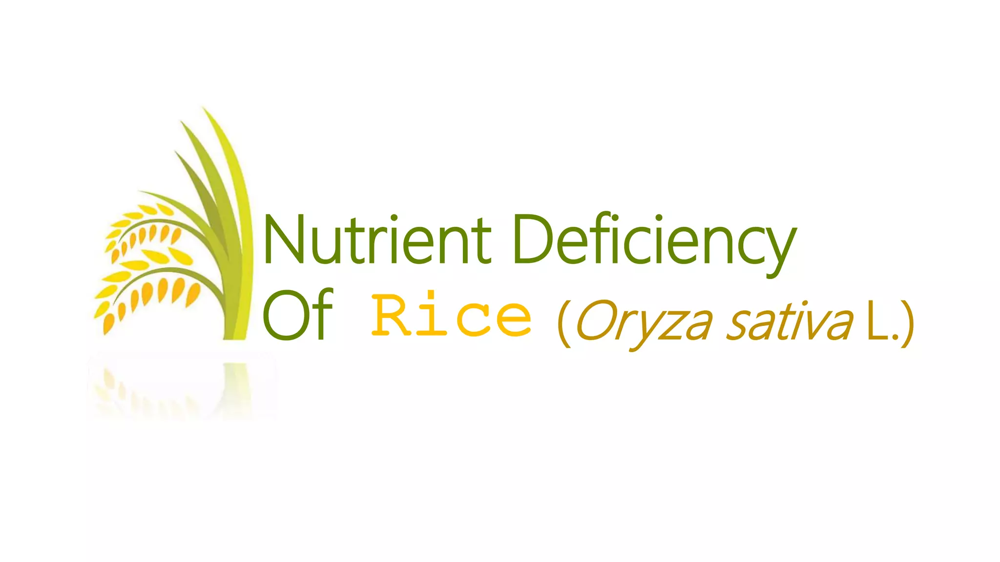 Nutrient Deficiency Symptoms of Rice (Oryza sativa) | PPTX