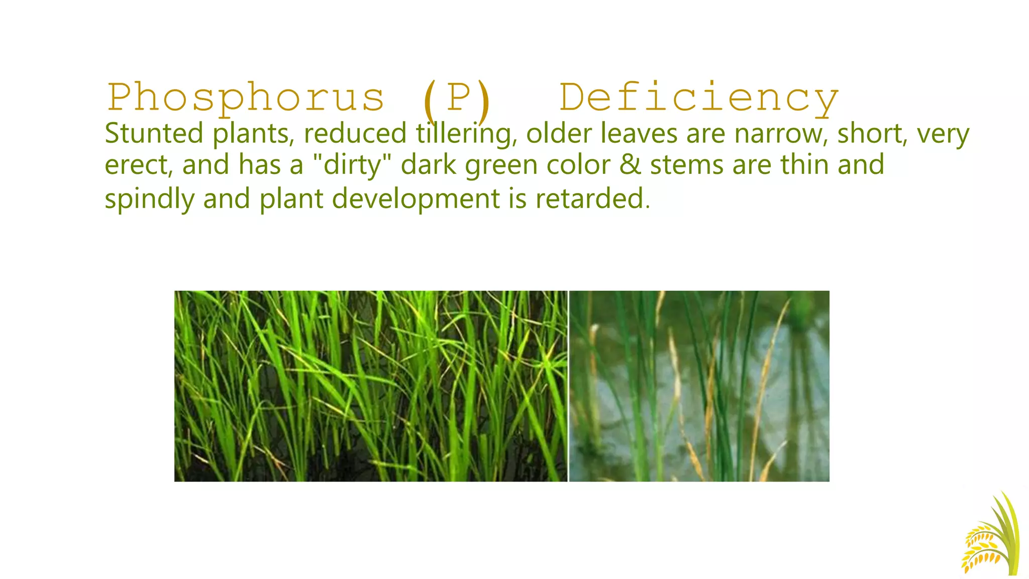 Nutrient Deficiency Symptoms of Rice (Oryza sativa) | PPTX
