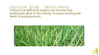 Nutrient Deficiency Symptoms of Rice (Oryza sativa) | PPTX