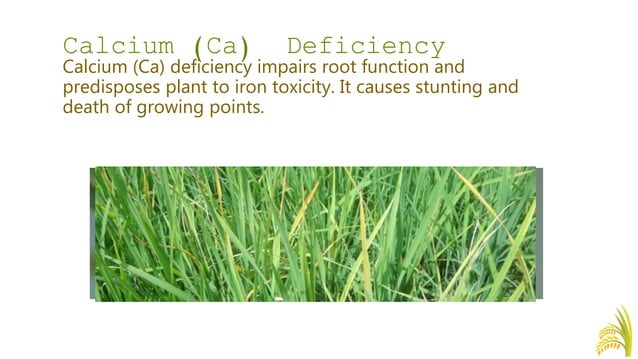Nutrient Deficiency Symptoms of Rice (Oryza sativa) | PPTX