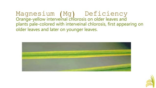 Nutrient Deficiency Symptoms of Rice (Oryza sativa) | PPT