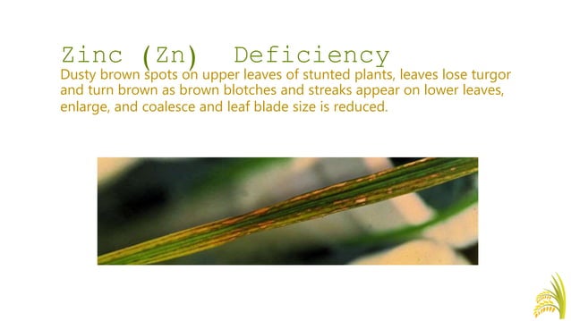 Nutrient Deficiency Symptoms of Rice (Oryza sativa) | PPTX