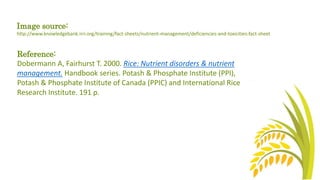 Nutrient Deficiency Symptoms of Rice (Oryza sativa) | PPTX