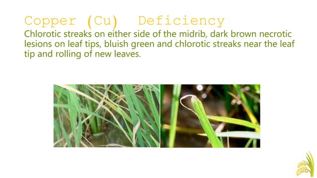 Nutrient Deficiency Symptoms of Rice (Oryza sativa) | PPT