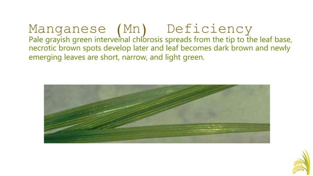 Nutrient Deficiency Symptoms of Rice (Oryza sativa) | PPT